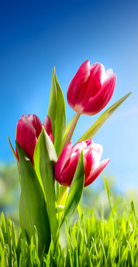 [109+] Flower Wallpapers in 4K, HD for Desktop & Phone