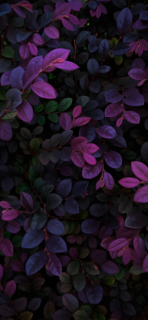 [97+] Botanical garden Wallpapers in 4K, HD for Desktop & Phone